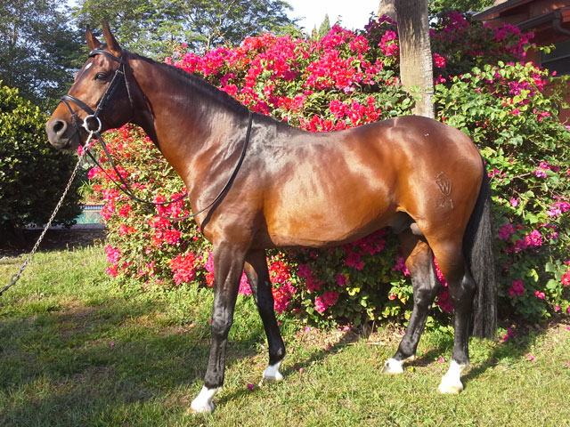 Lacota | Canadian Warmblood Horse Breeders Association