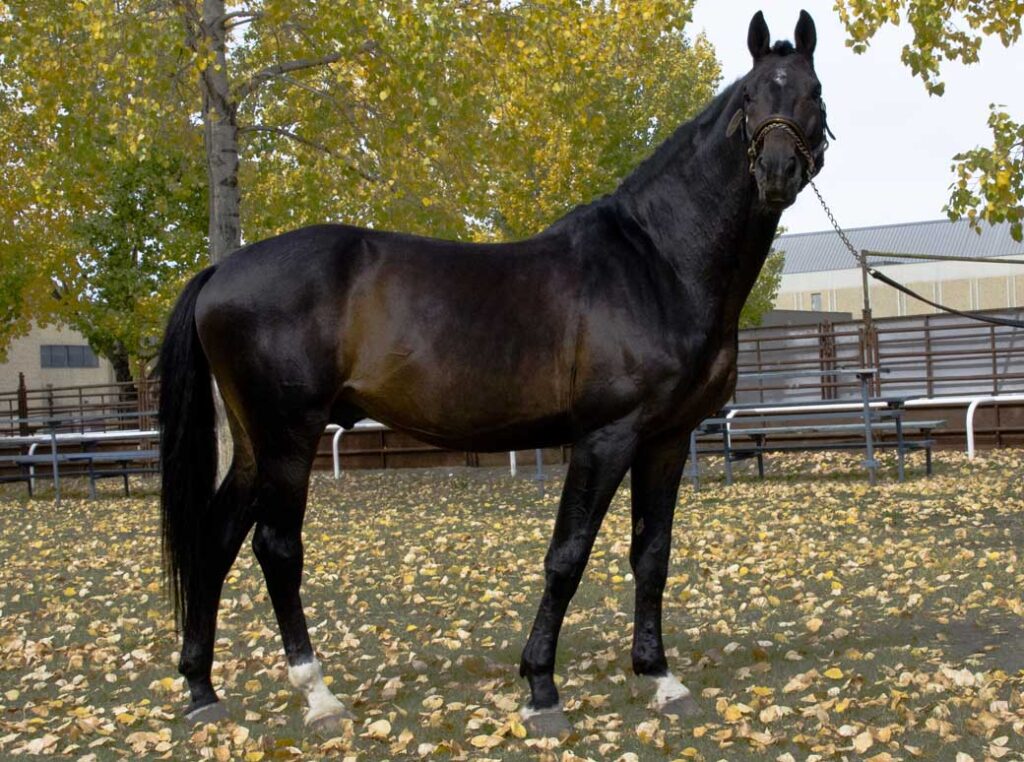 Stallion Directory | Canadian Warmblood Horse Breeders Association