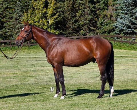 Stallion Directory | Canadian Warmblood Horse Breeders Association