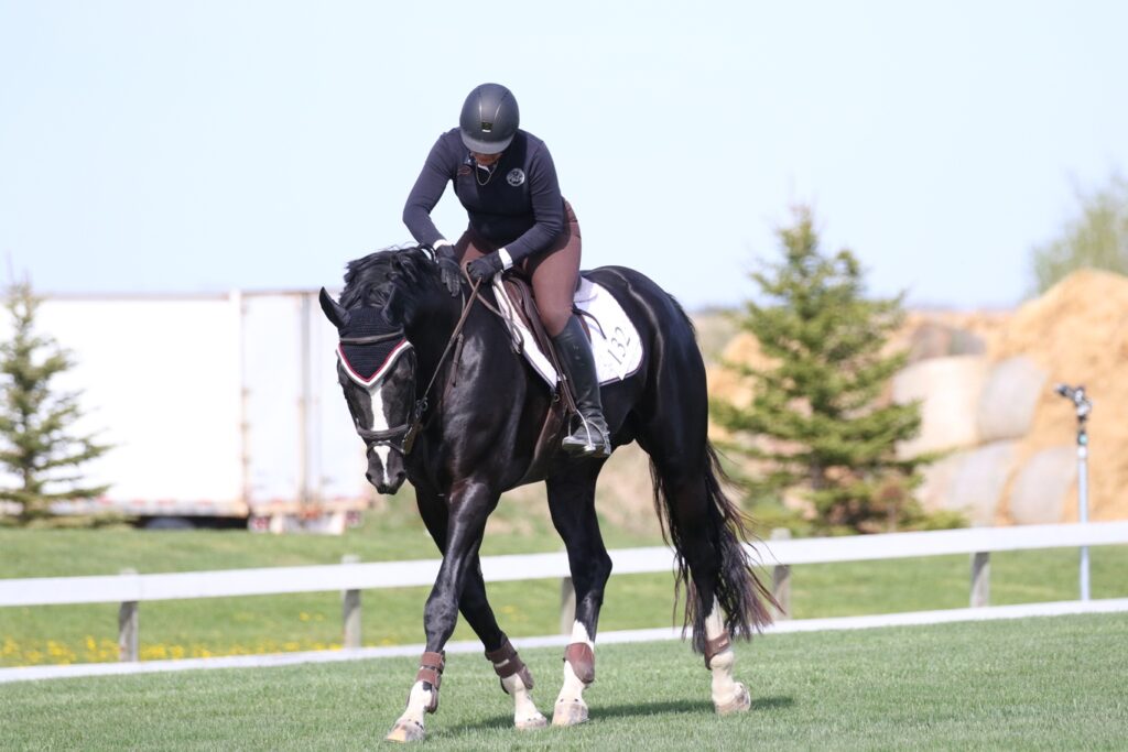 Stallion Directory | Canadian Warmblood Horse Breeders Association