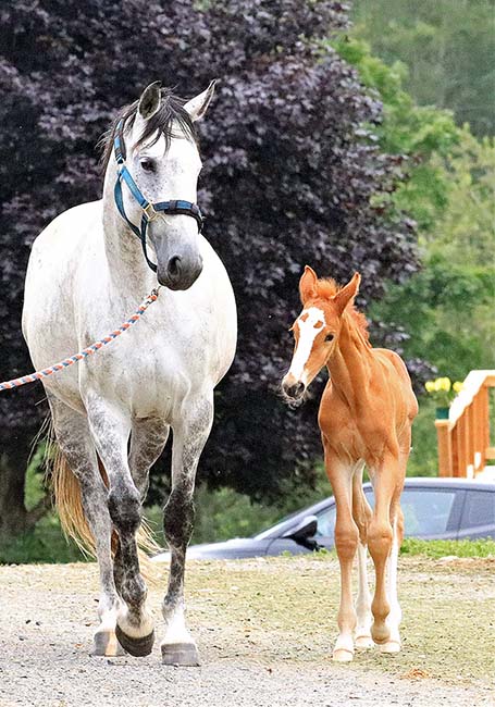About CWHBA | Canadian Warmblood Horse Breeders Association