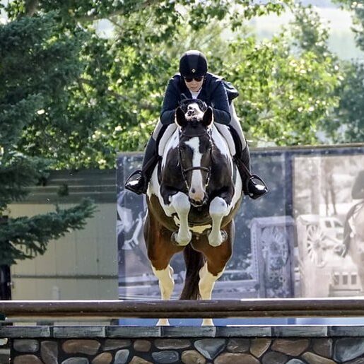 Successful Second Spring Riding Horse Sale | Canadian Warmblood Horse ...