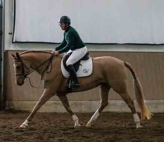 Successful Second Spring Riding Horse Sale | Canadian Warmblood Horse ...