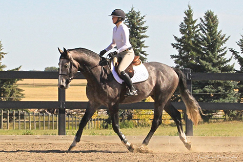 Stallion Directory | Canadian Warmblood Horse Breeders Association